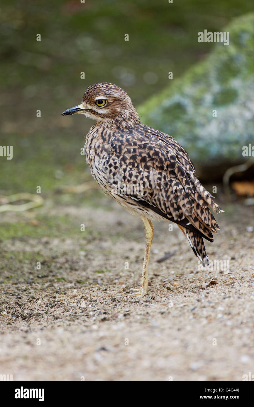 Spotted Thick-knee - standing / Burhinus capensis Stock Photo - Alamy