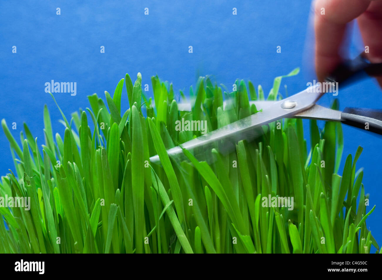 Hand Cutting Grass with Scissors Stock Photo - Alamy