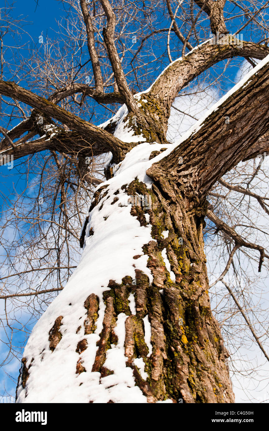 At the bottom of the big tree hi-res stock photography and images - Alamy