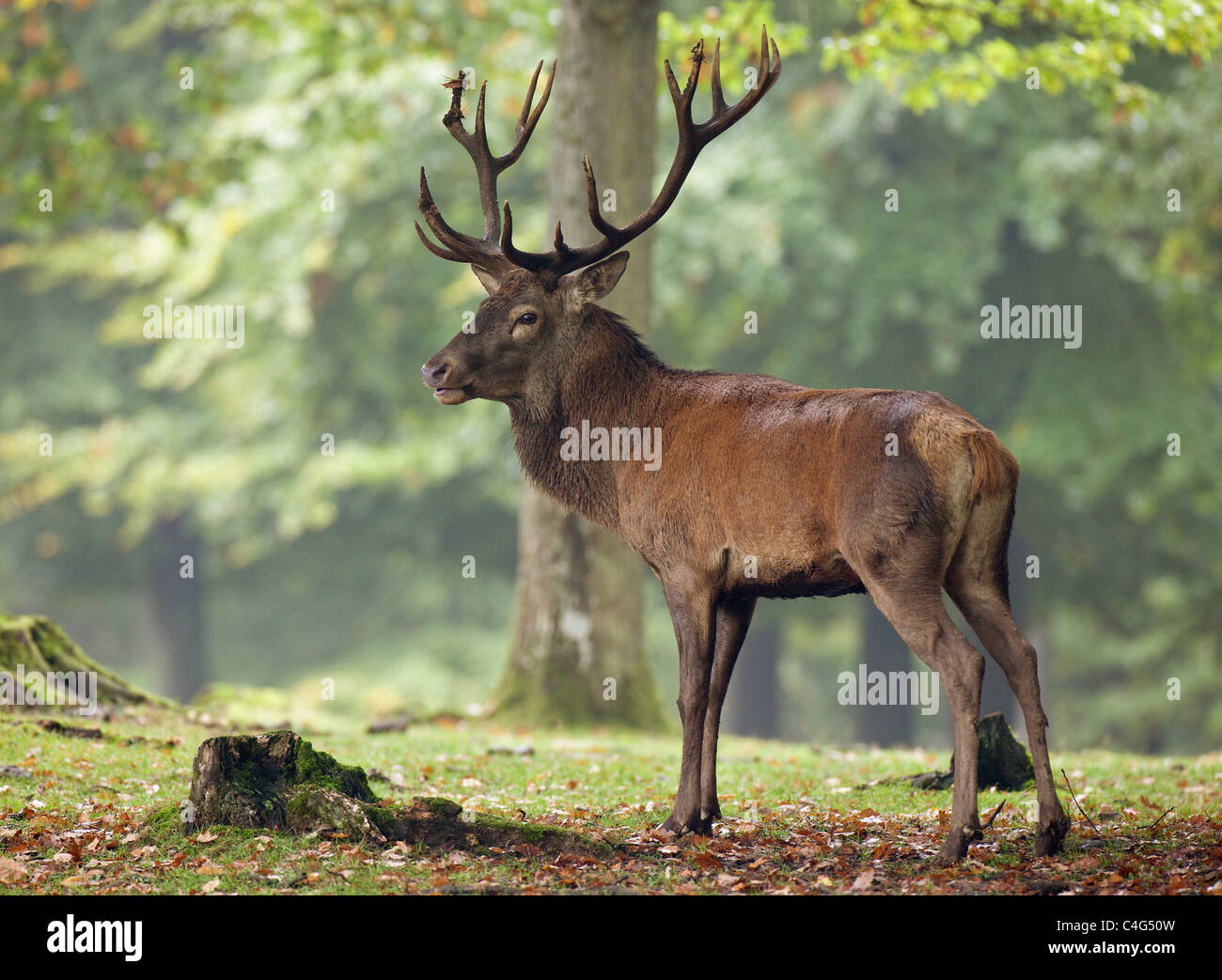 Red Deer - standing on meadow / Cervus elaphus Stock Photo - Alamy