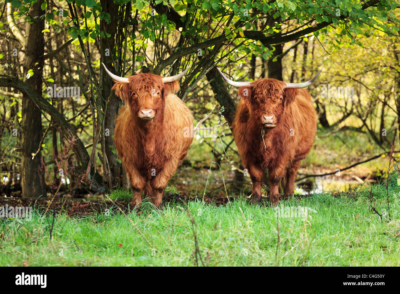 two Highland Cattles Stock Photo - Alamy