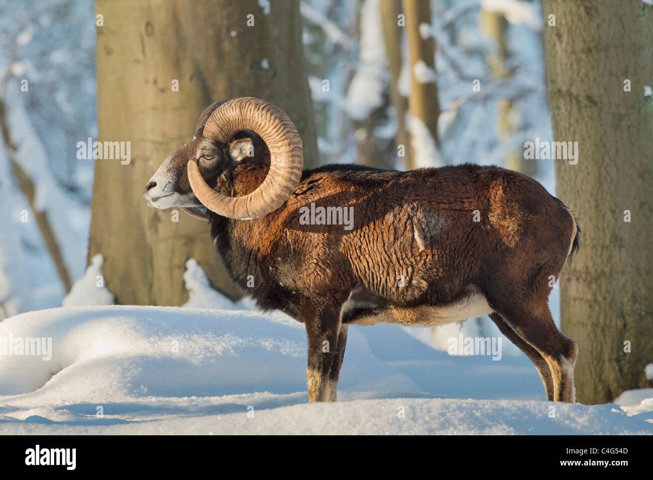 Mufflon male ovis orientalis hi-res stock photography and images - Alamy