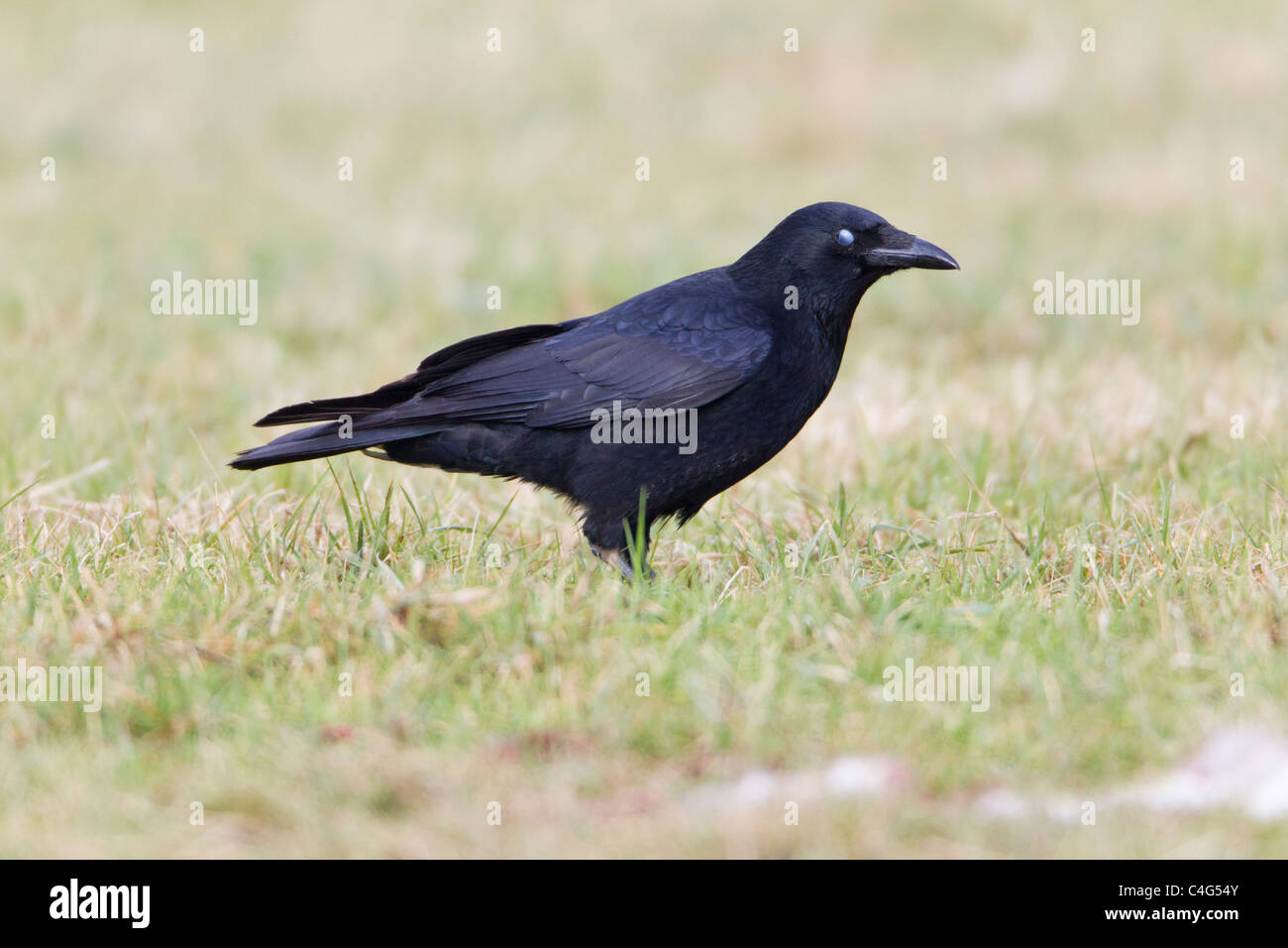 Eyelid bird hi-res stock photography and images - Alamy