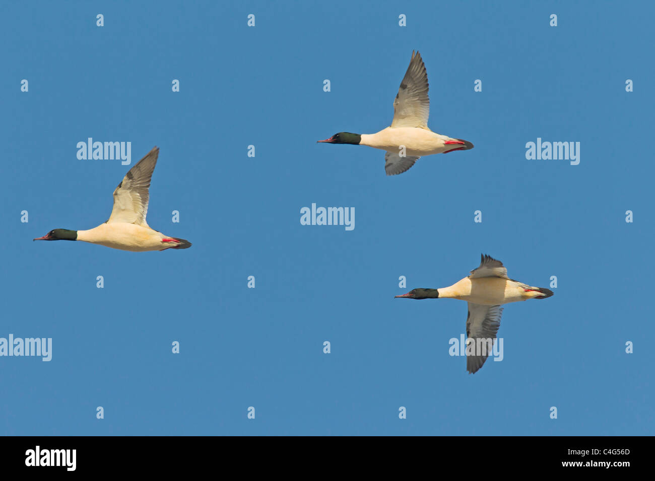 Common Mergansers - flying Stock Photo - Alamy