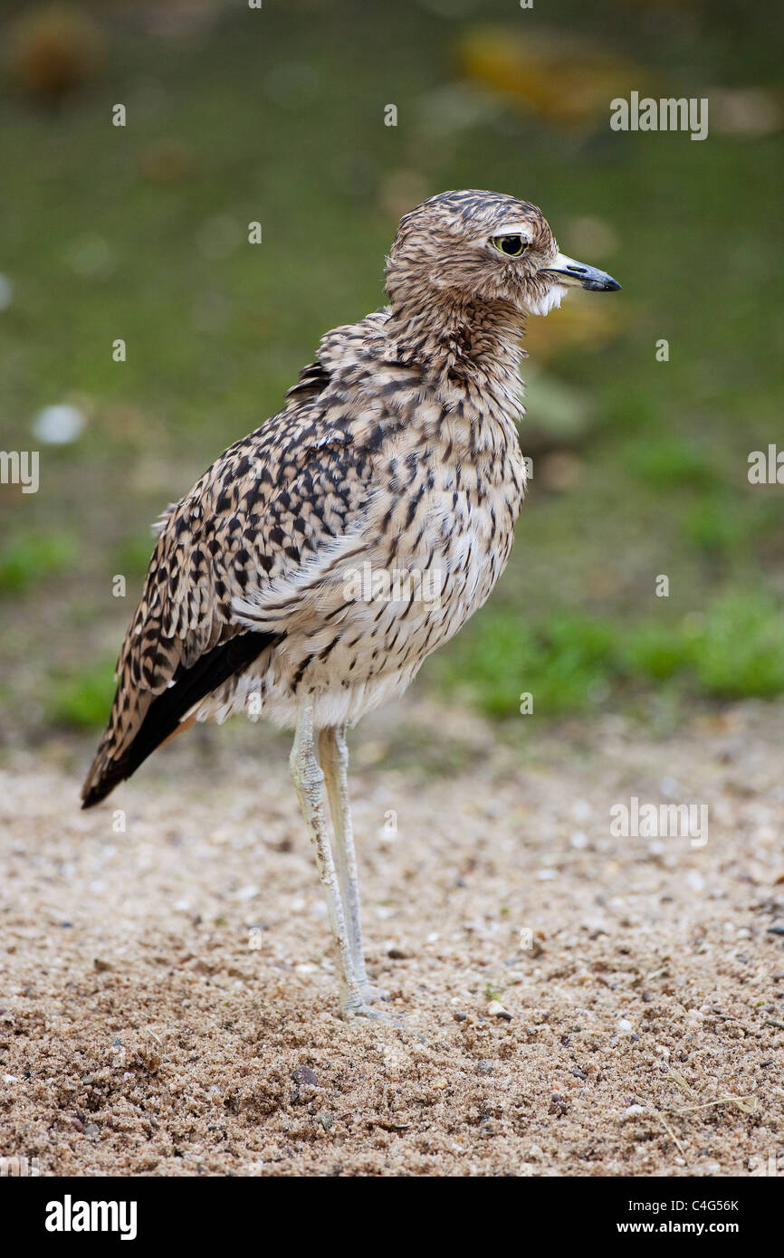Spotted Thick-knee - standing / Burhinus capensis Stock Photo - Alamy