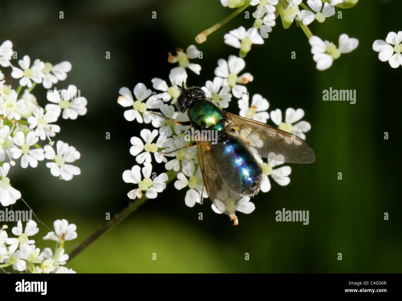 Green Soldier Fly, Chloromyia formosa, Stratiomyidae, Diptera. Aka ...