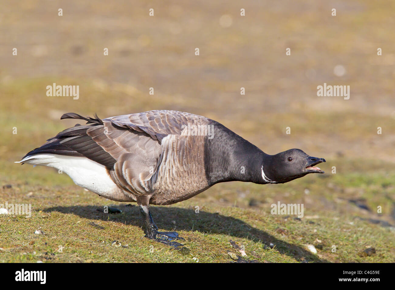 Brant Goose - threatening / Brante bernicla Stock Photo - Alamy
