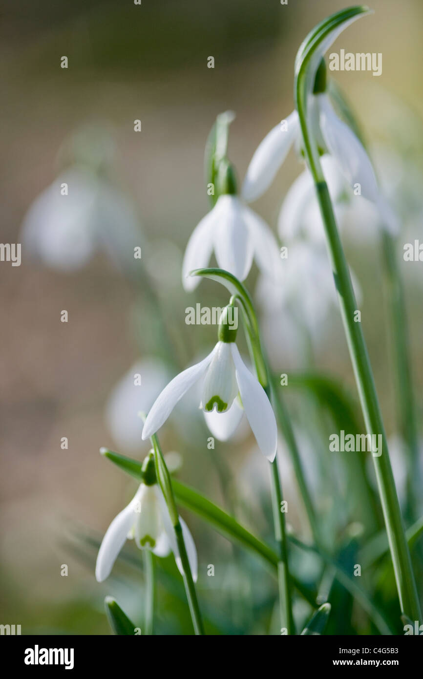 Snowdrop, Galanthus nivalis, flowering Stock Photo - Alamy