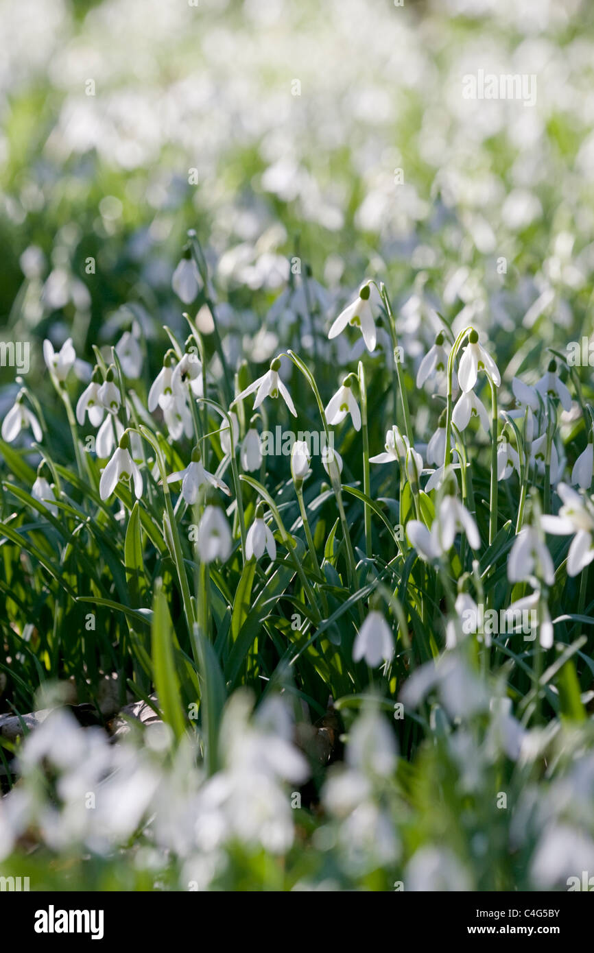 Snowdrop, Galanthus nivalis, flowering Stock Photo - Alamy
