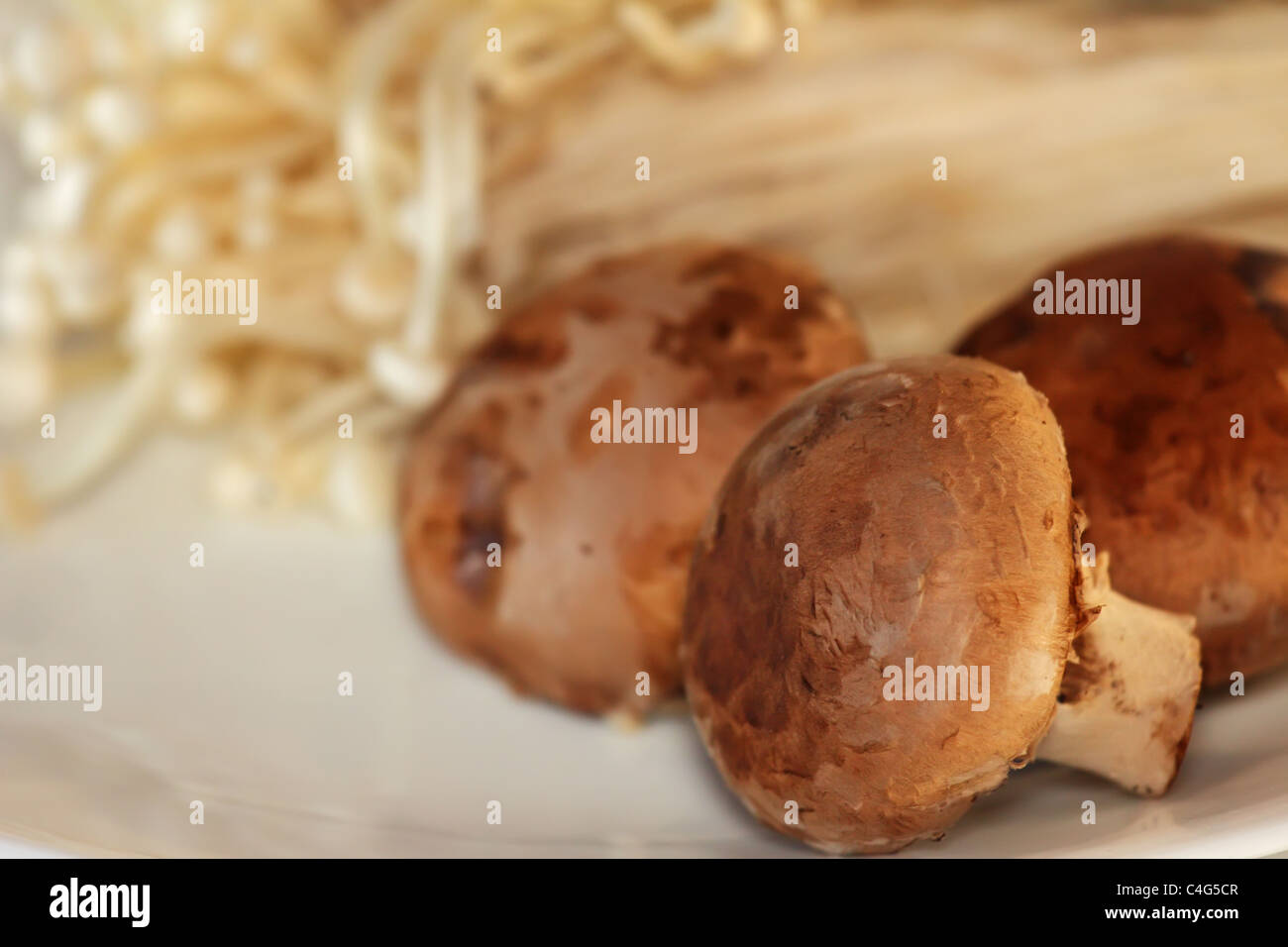 Swiss Brown Mushroom Closeup with Enoki in the Background Stock Photo ...
