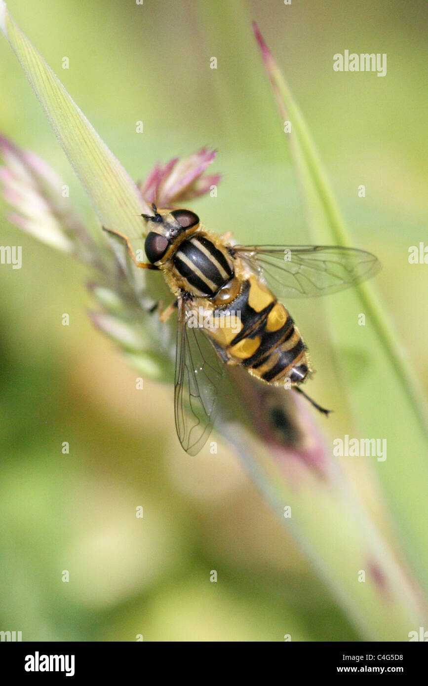 Sun Hoverfly, Helophilus trivittatus, Syrphidae, Diptera. Female Stock ...