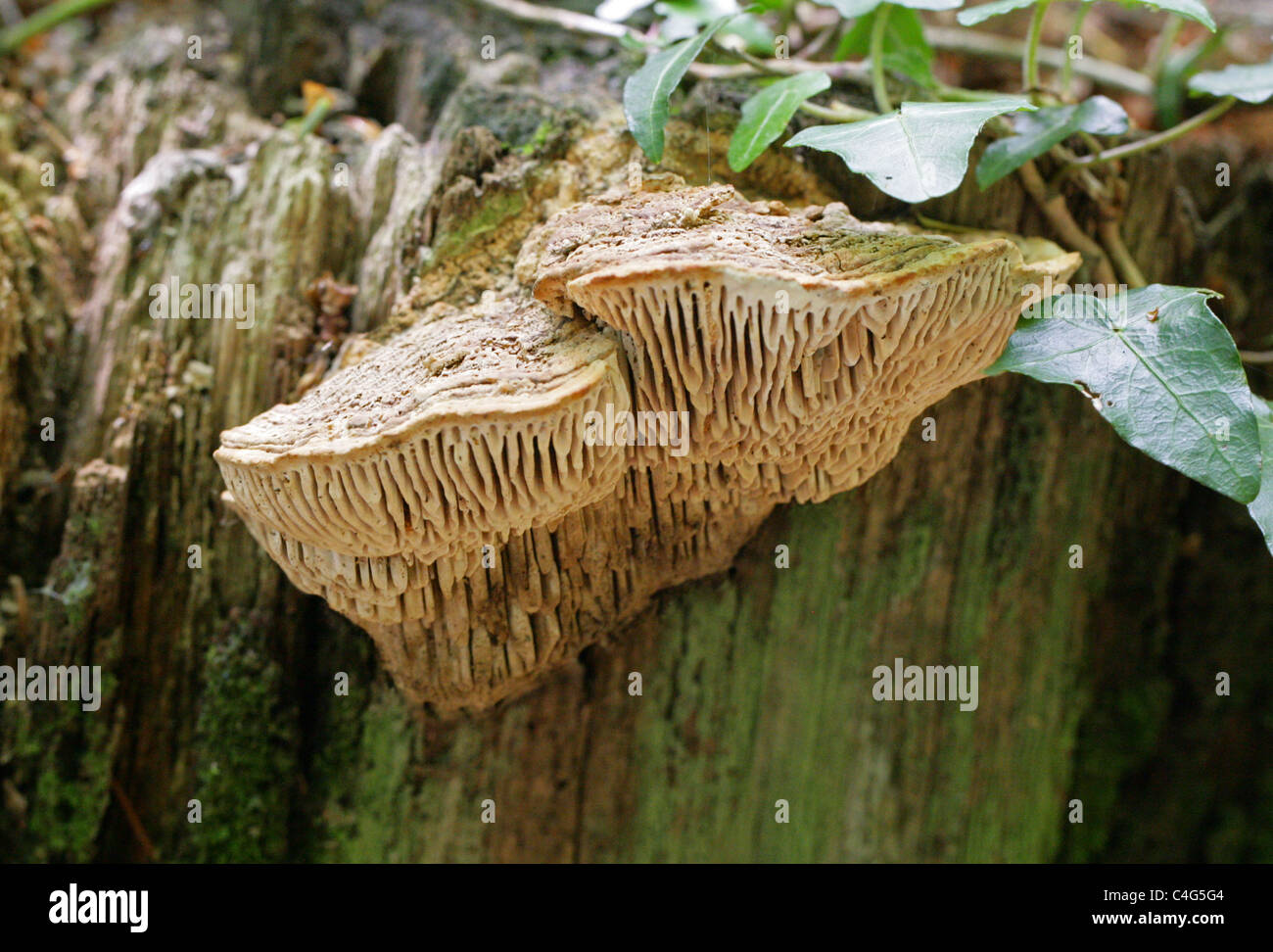 Oak Mazegill, Daedalea quercina, Fomitopsidaceae. Growing on an Old Oak ...