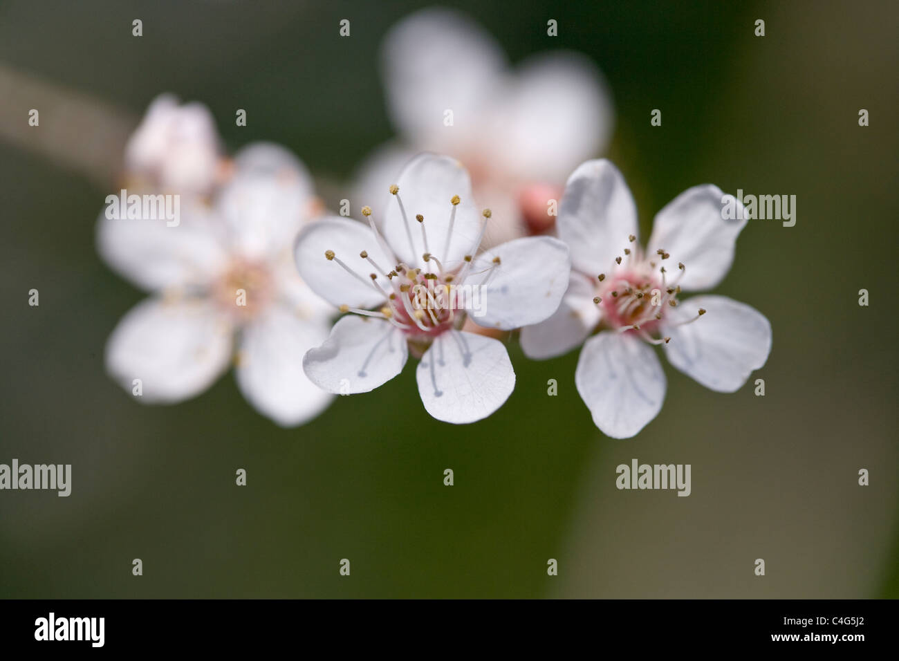 Wild Cherry Prunus avium flowers Stock Photo - Alamy