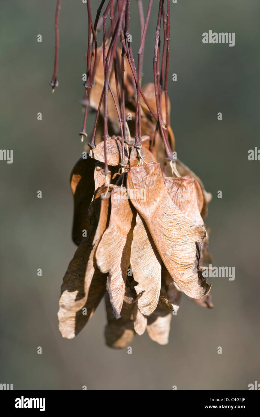 Norway Maple Acer platanoides seeds Stock Photo - Alamy