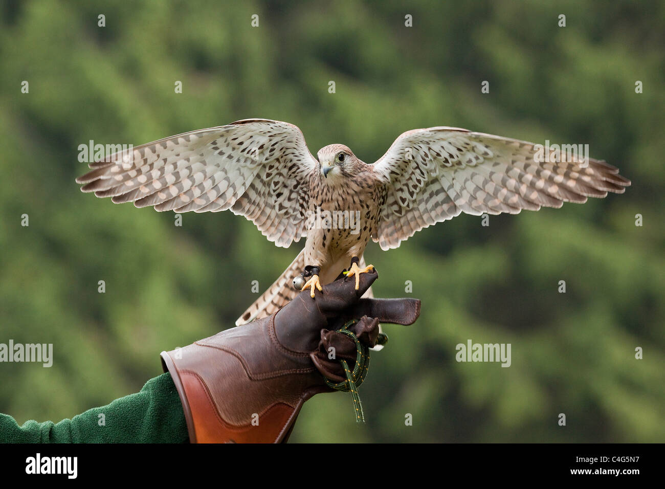 Common Kestrel on hand / Falco tinnunculus Stock Photo - Alamy