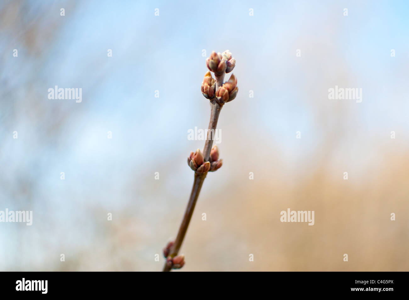Leaf bud from a tree Stock Photo - Alamy
