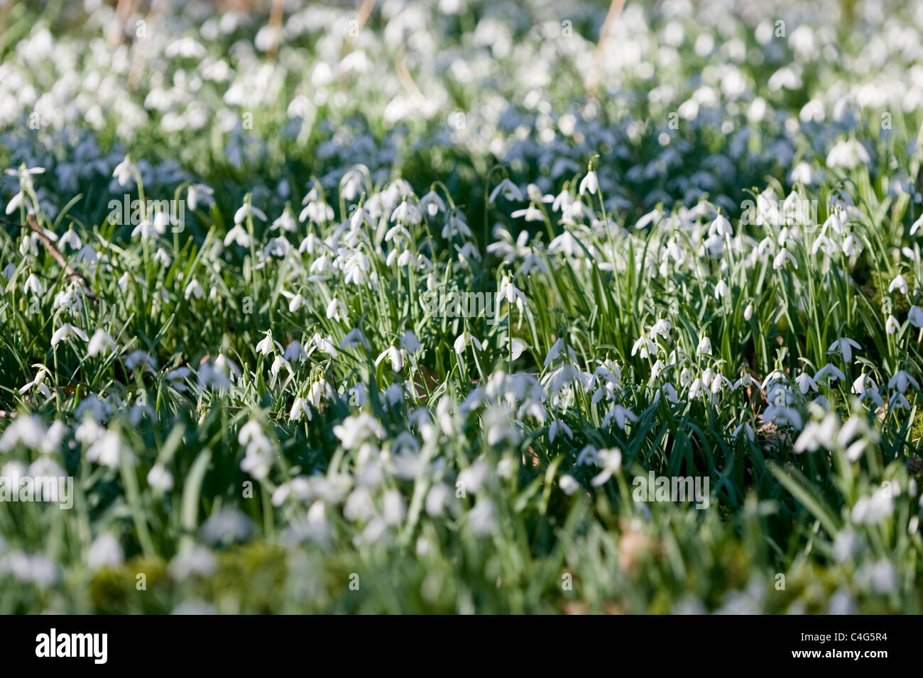 Snowdrop, Galanthus nivalis, flowering Stock Photo - Alamy