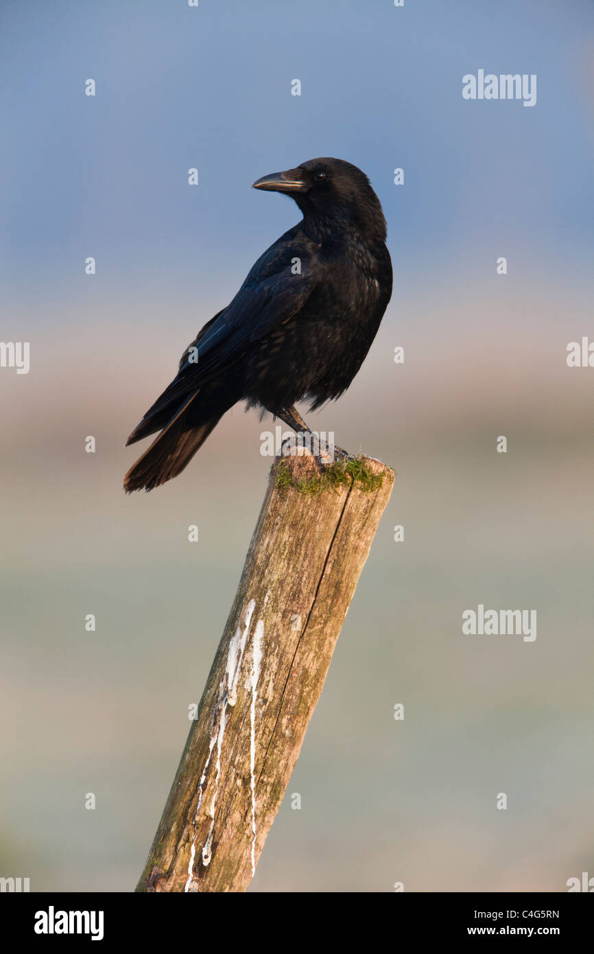 Carrion Crow (Corvus corone), perched on fence post, Lower Saxony ...