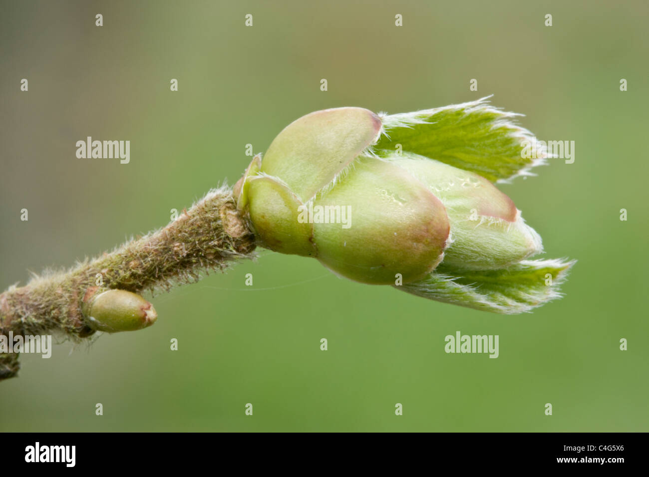 Hazel Corylus avellana leaf buds just appearing Stock Photo - Alamy