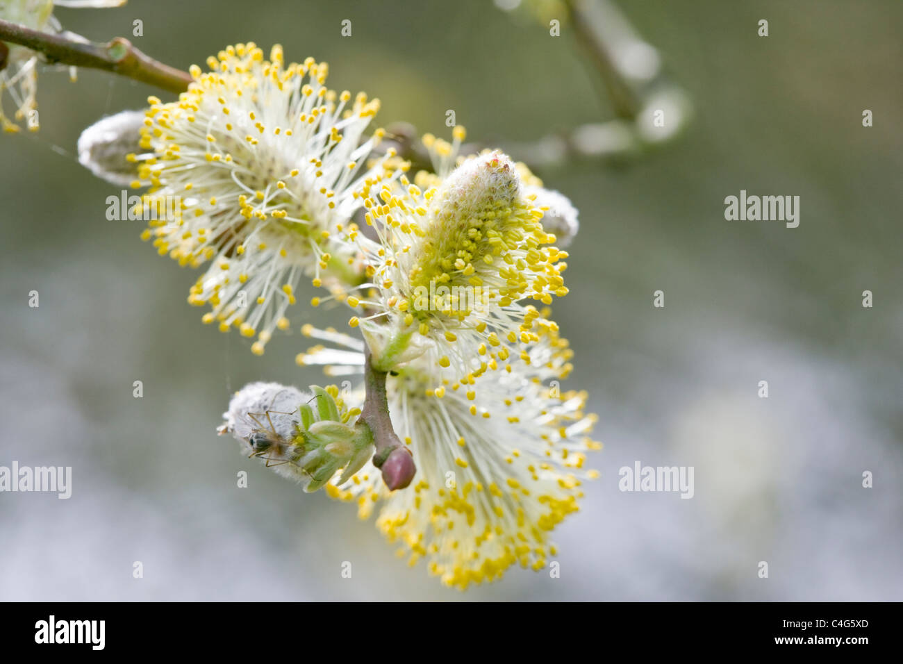 Goat Willow Salix caprea flowers Stock Photo - Alamy
