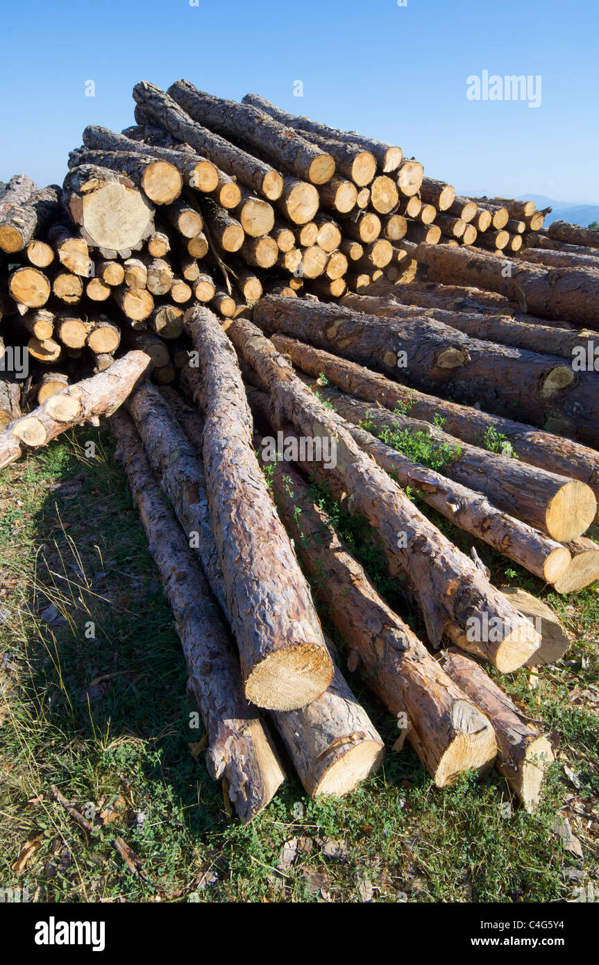 group of pine logs cut Stock Photo - Alamy