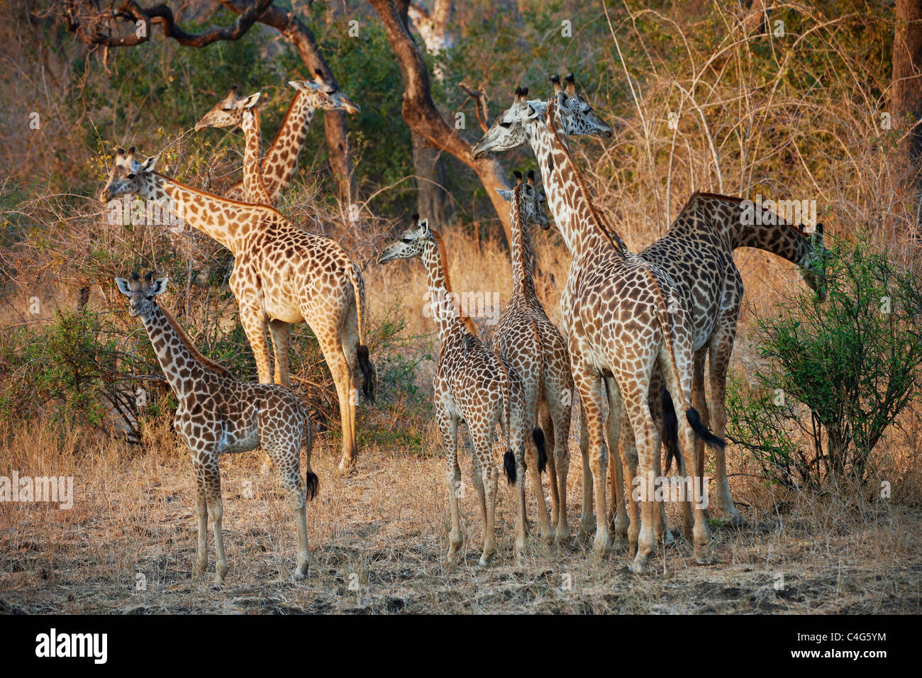 Thornicroft giraffes and cubs / Giraffa camelopardalis thornicrofti ...