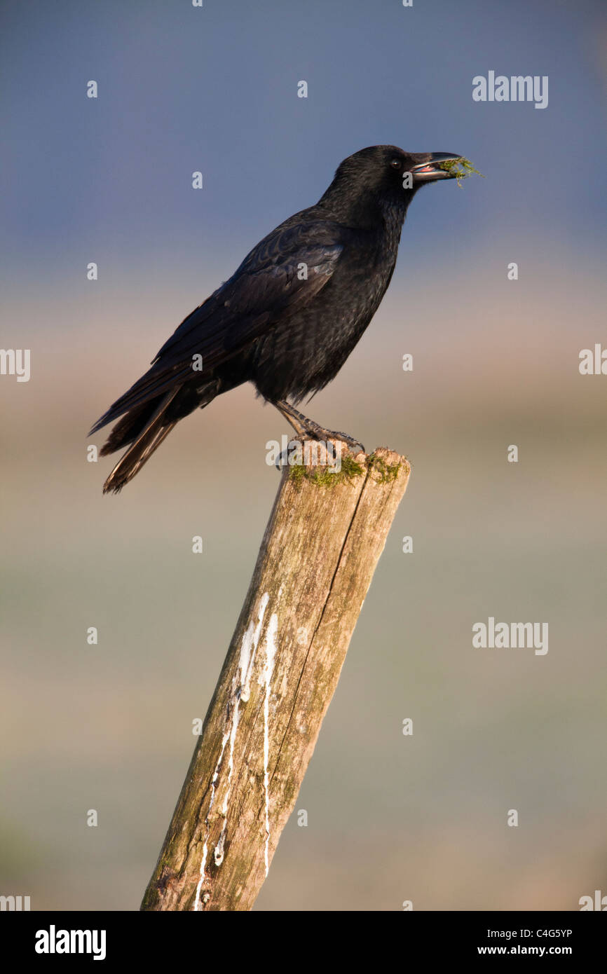 Crow nest hi-res stock photography and images - Alamy