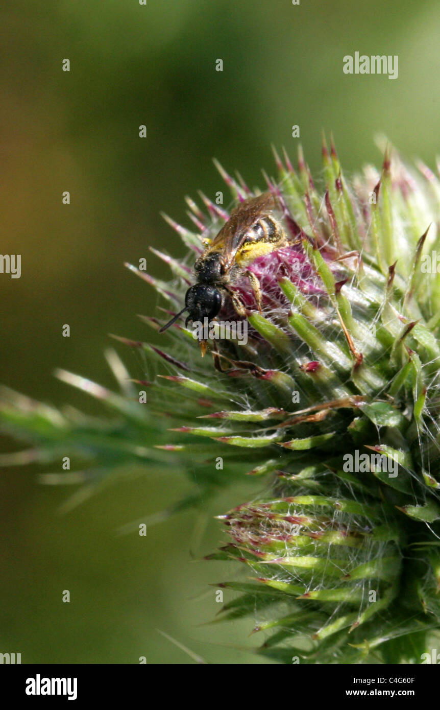 Small Mining Bee on a Thistle Head Stock Photo - Alamy
