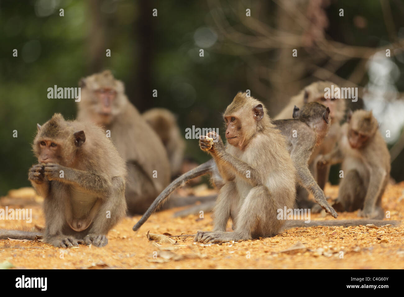 macaque family eating food in wild area, thailand Stock Photo - Alamy