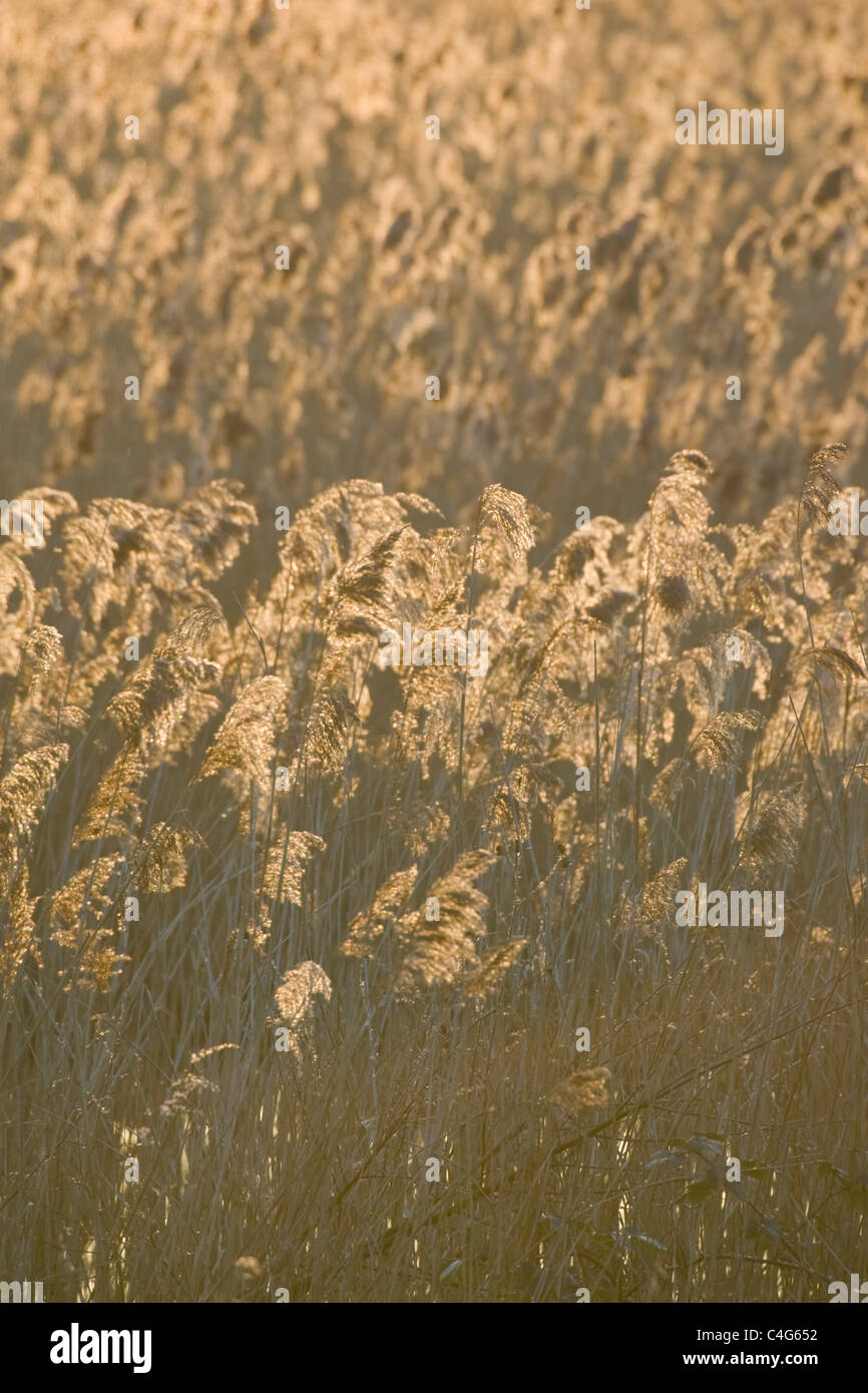 Seeds of reed phragmites hi-res stock photography and images - Alamy