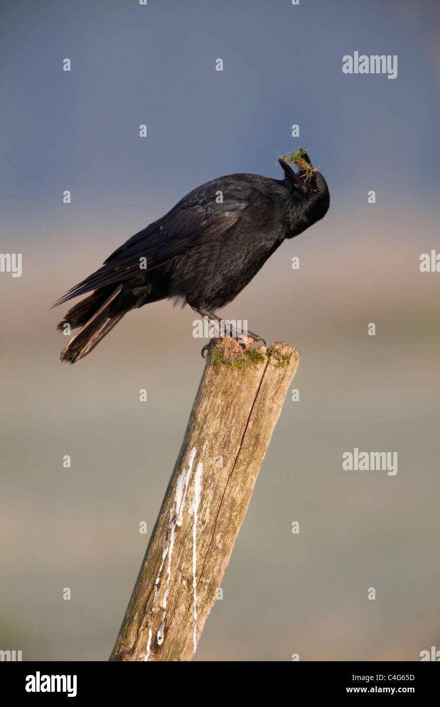 Carrion crow nest hi-res stock photography and images - Alamy