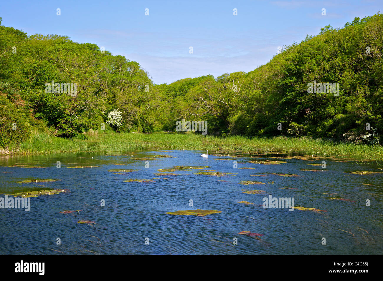 Bosherton Lily ponds in Stackpole Estate on spring morning ...
