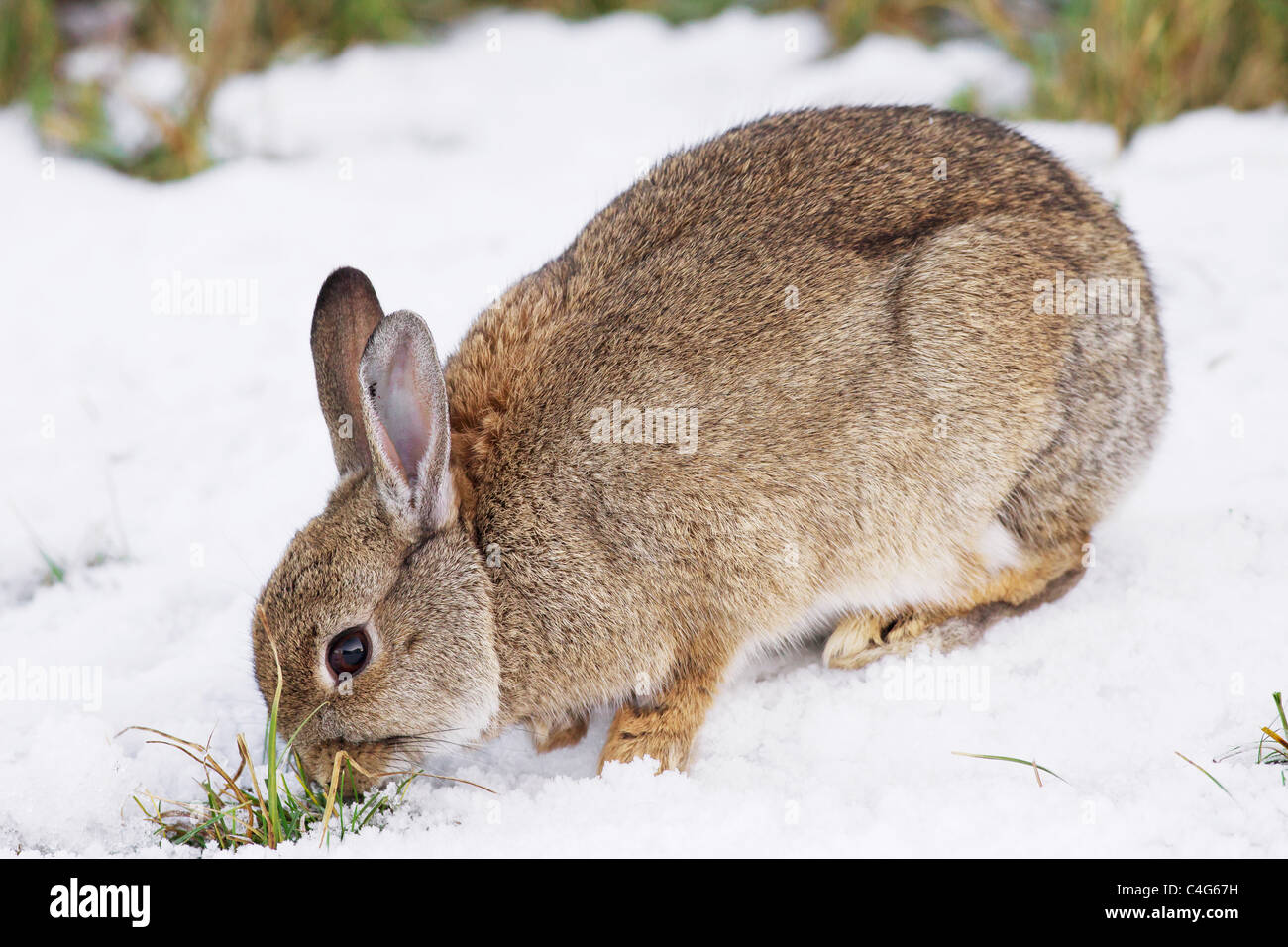 European Rabbit in snow / Oryctolagus cuniculus Stock Photo - Alamy