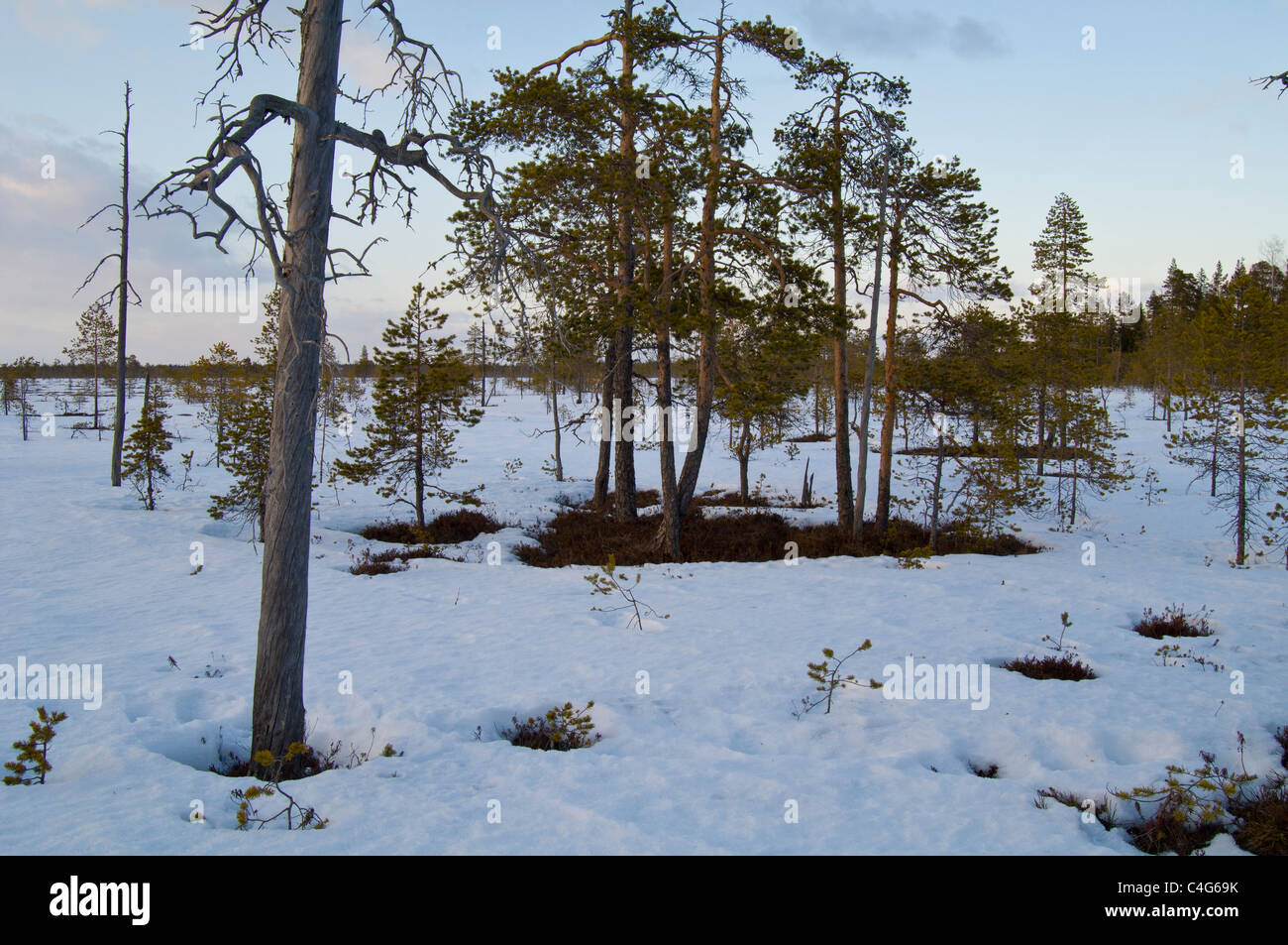 Finnish Swamp Wilderness in the spring Stock Photo - Alamy