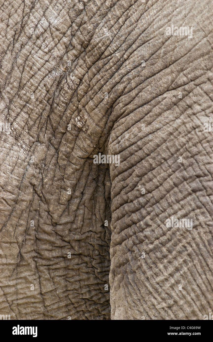 Elephant hide detail Stock Photo - Alamy