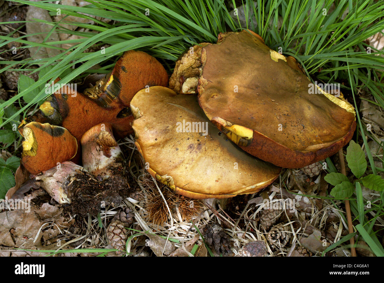 Lurid High Resolution Stock Photography and Images - Alamy