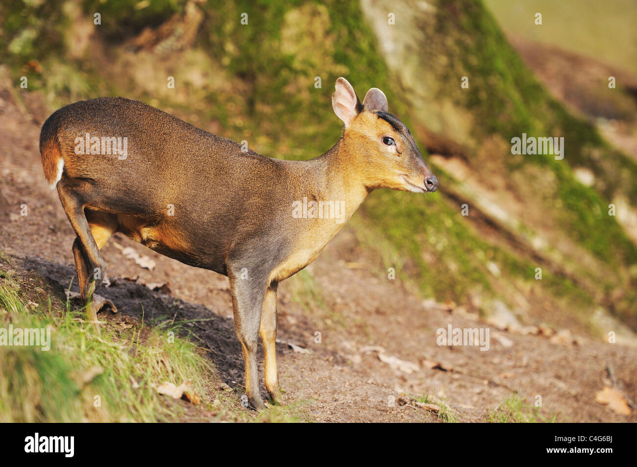 Chinese muntjak hi-res stock photography and images - Alamy