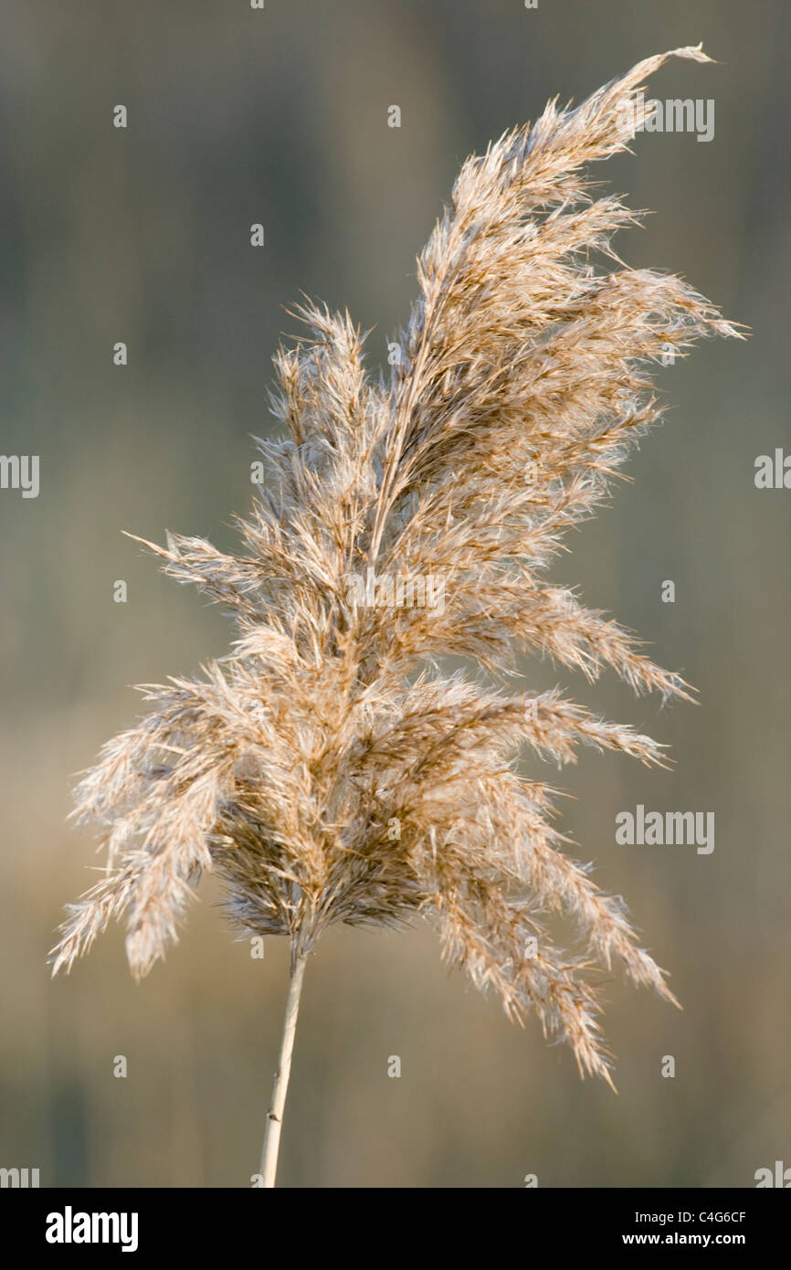 Common Reed, Phragmites australis, seed heads Stock Photo - Alamy