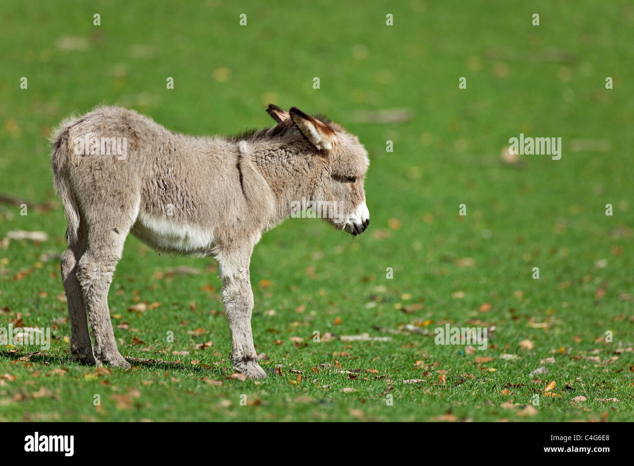 Donkey Cub Meadow High Resolution Stock Photography and Images - Alamy