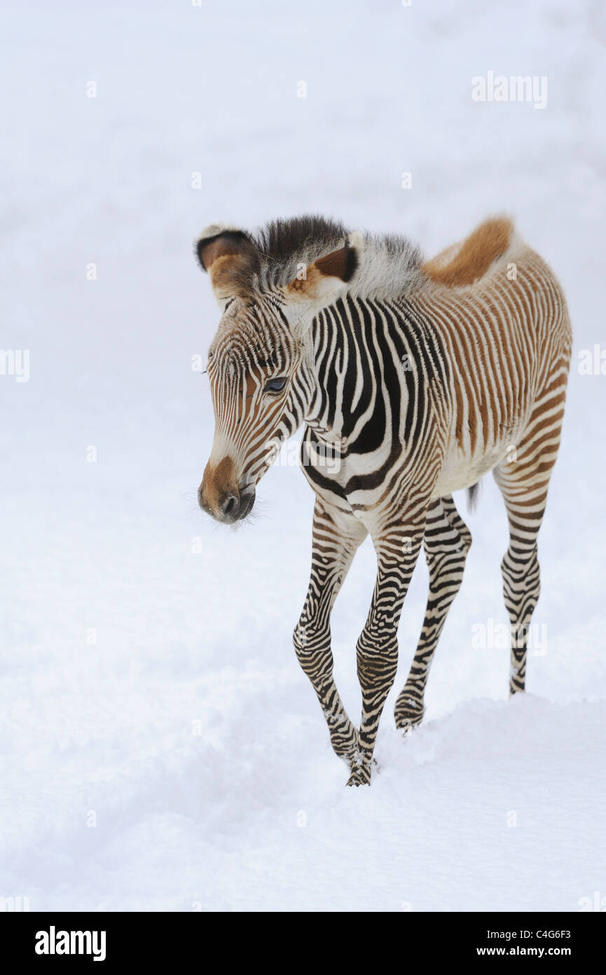 Grevy's zebra - cub in snow / Equus grevyi Stock Photo - Alamy