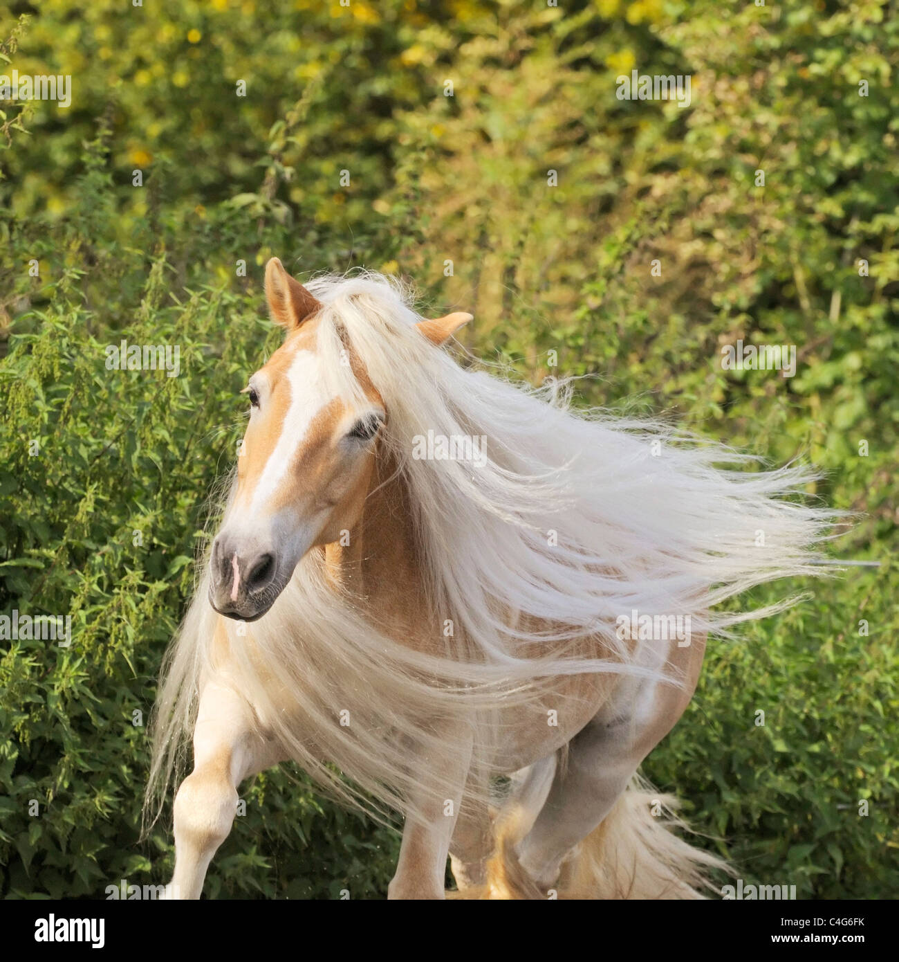 Haflinger horse long mane hi-res stock photography and images - Alamy