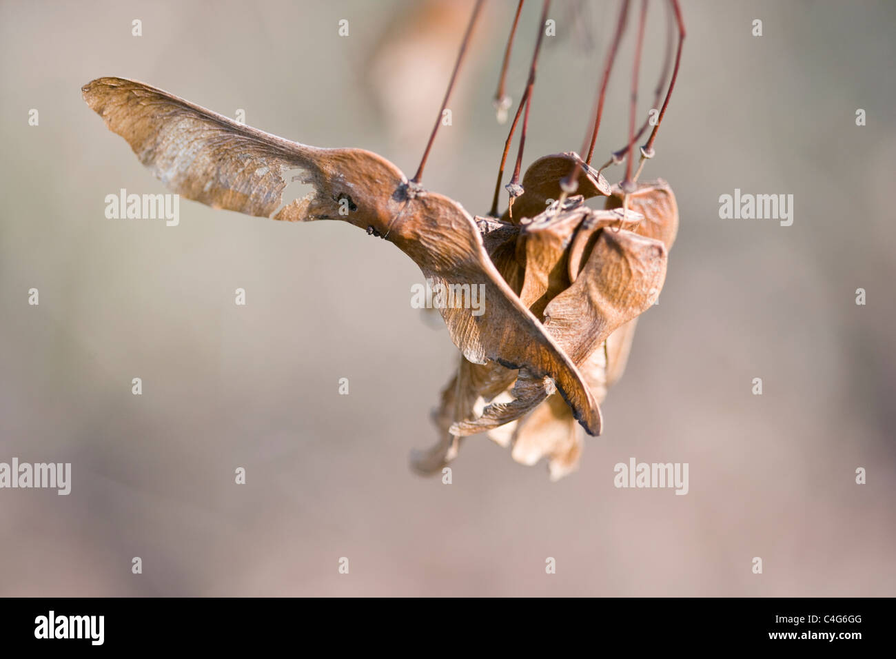 Norway Maple Acer platanoides seeds Stock Photo - Alamy