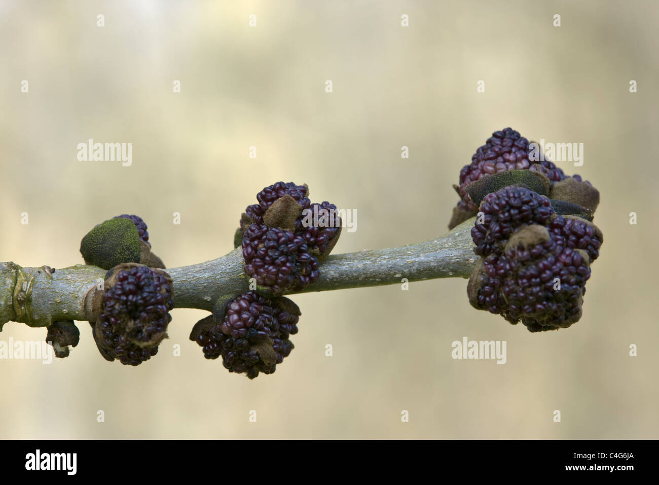 Common ash fraxinus excelsior uk hi-res stock photography and images ...