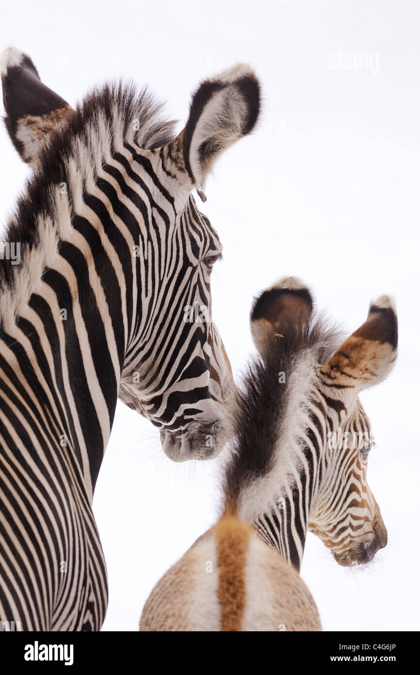 Grevy's zebra and cub - portrait / Equus grevyi Stock Photo - Alamy