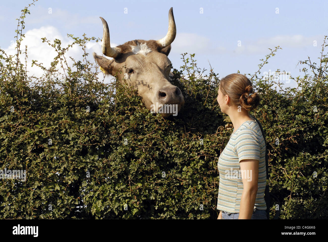 young woman and cow Stock Photo - Alamy