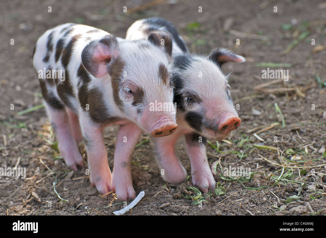domestic pig - two piglets Stock Photo - Alamy