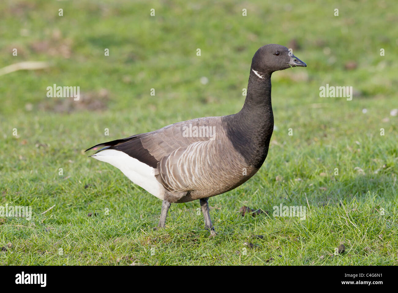 Brant goose stands hi-res stock photography and images - Alamy