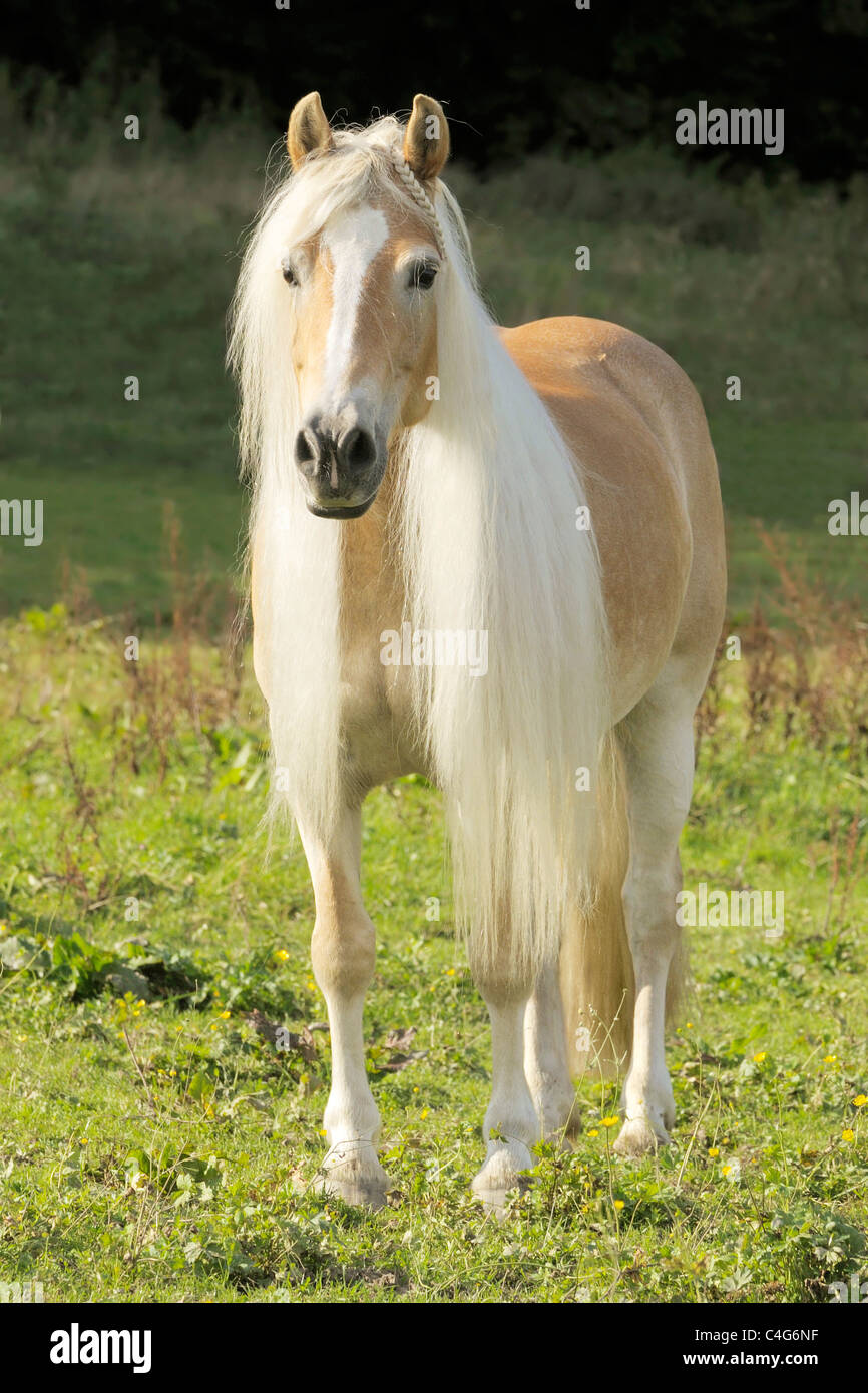 Haflinger horse. Mare with long mane standing on a meadow Stock Photo ...
