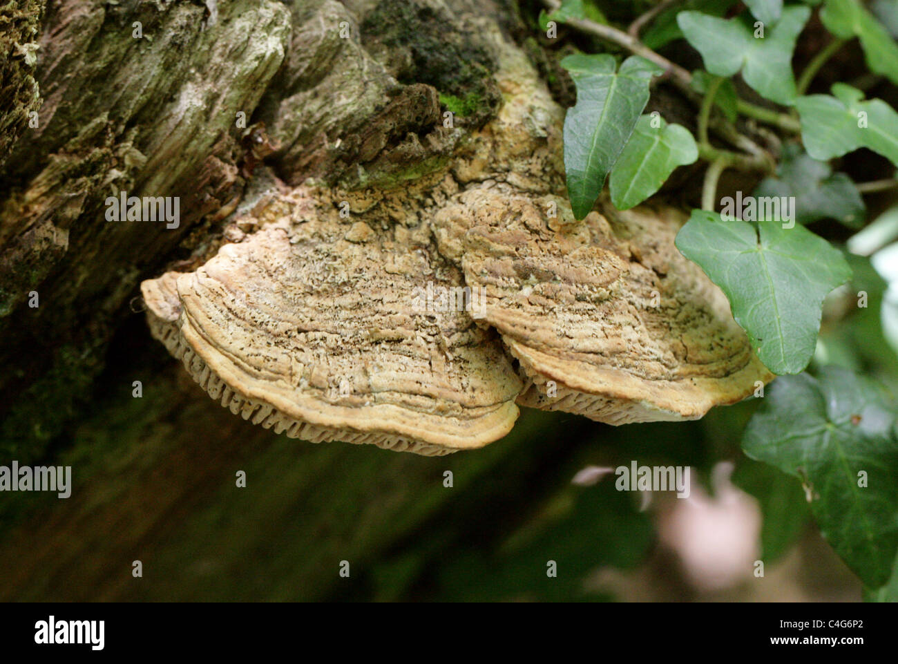 Oak Mazegill, Daedalea quercina, Fomitopsidaceae. Growing on an Old Oak ...