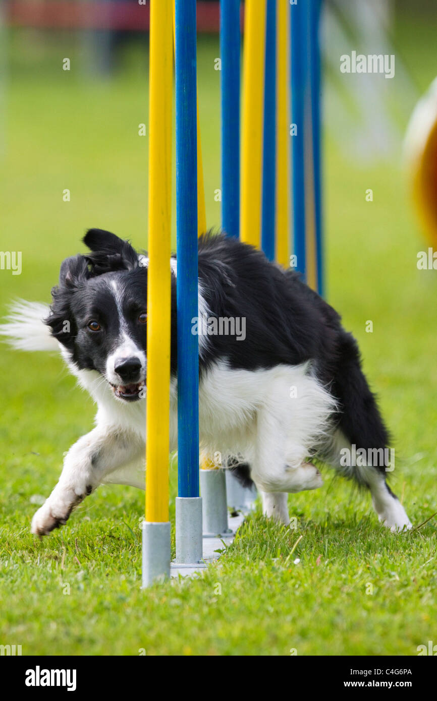 Agility : Border Collie dog - running through poles Stock Photo - Alamy